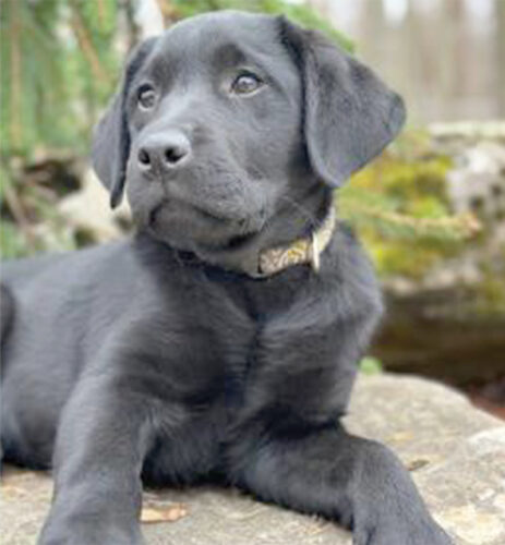 Tucker County school to receive Friends With Paws support dog | News ...